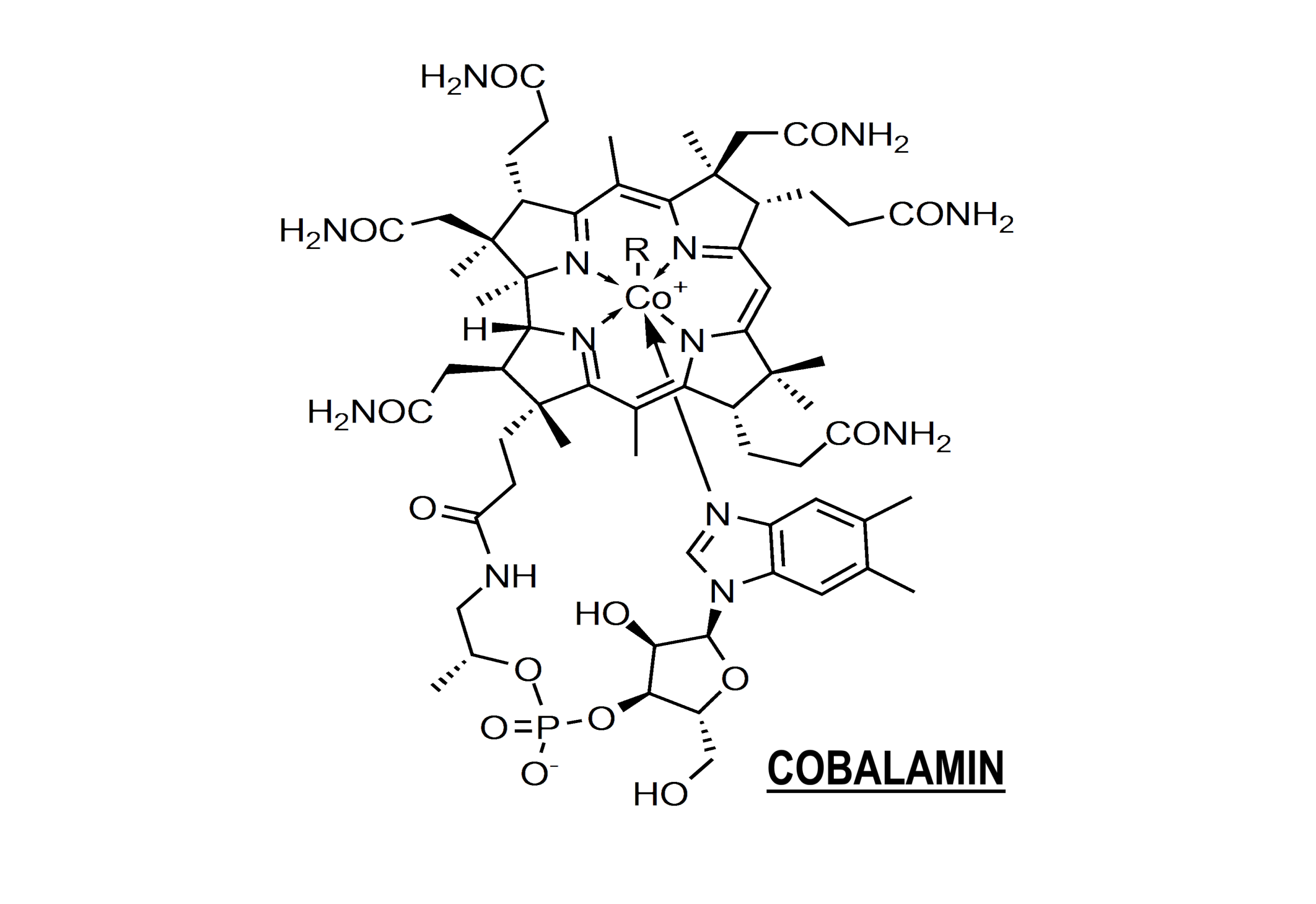 A B12 vitamin különféle formái és előfordulása